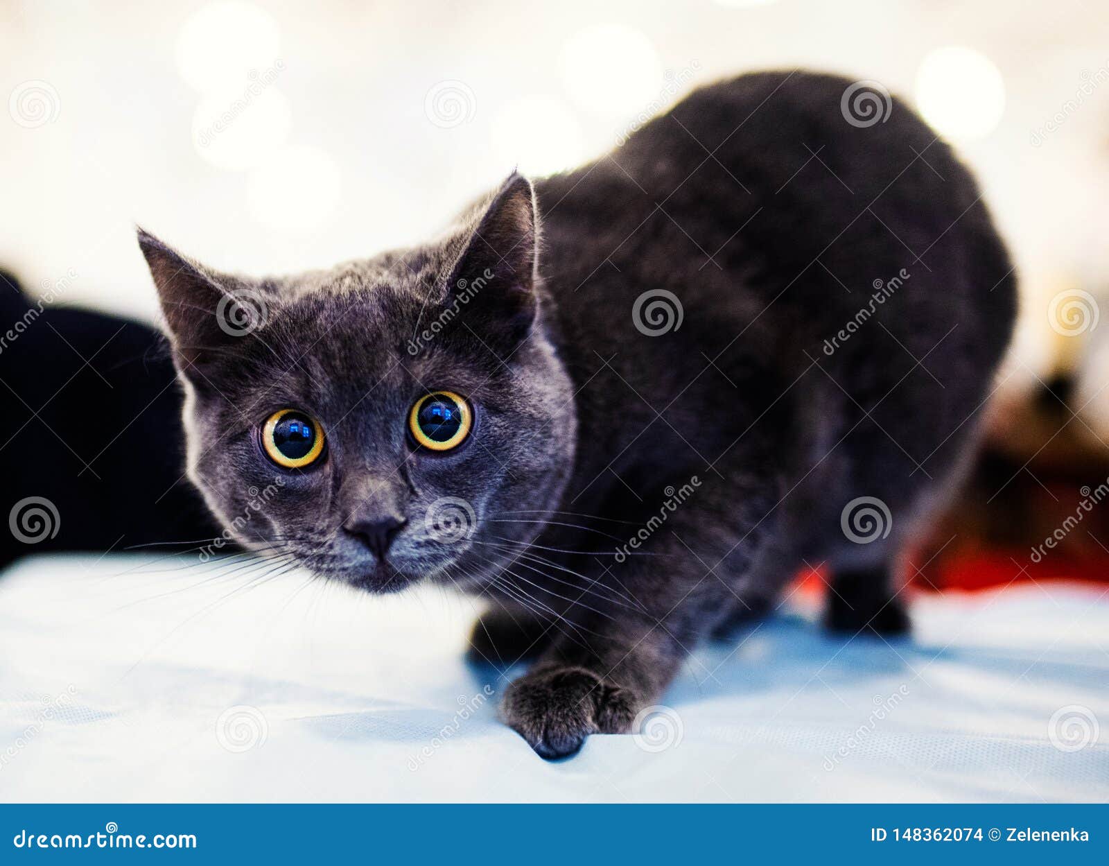 Cute shocked cat stock photo. Image of open, small, adorable - 148362074