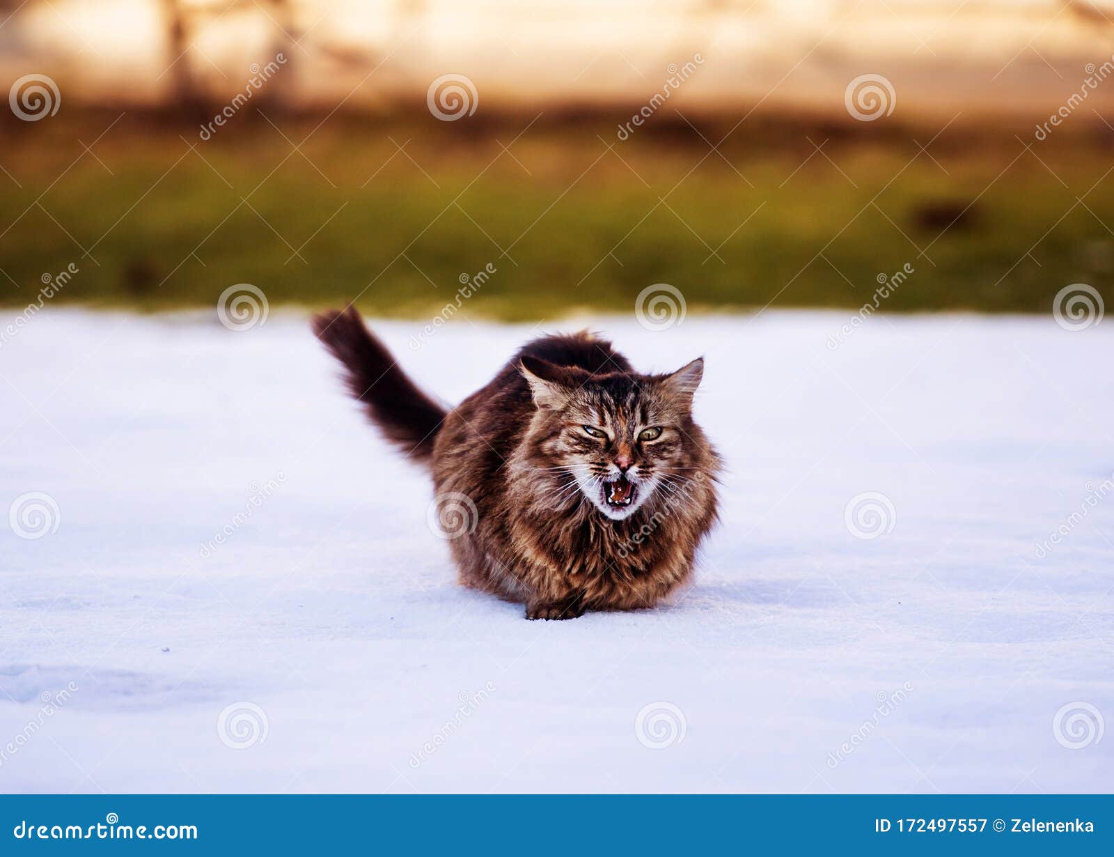 Cute Shocked Cat on the Snow. Red Cat Stock Image - Image of domestic ...