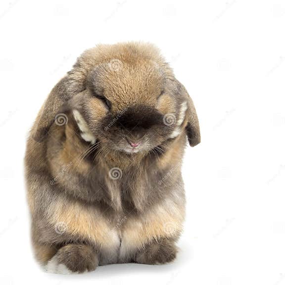 Cute shocked rabbit stock image. Image of lopear, shocked - 68402685