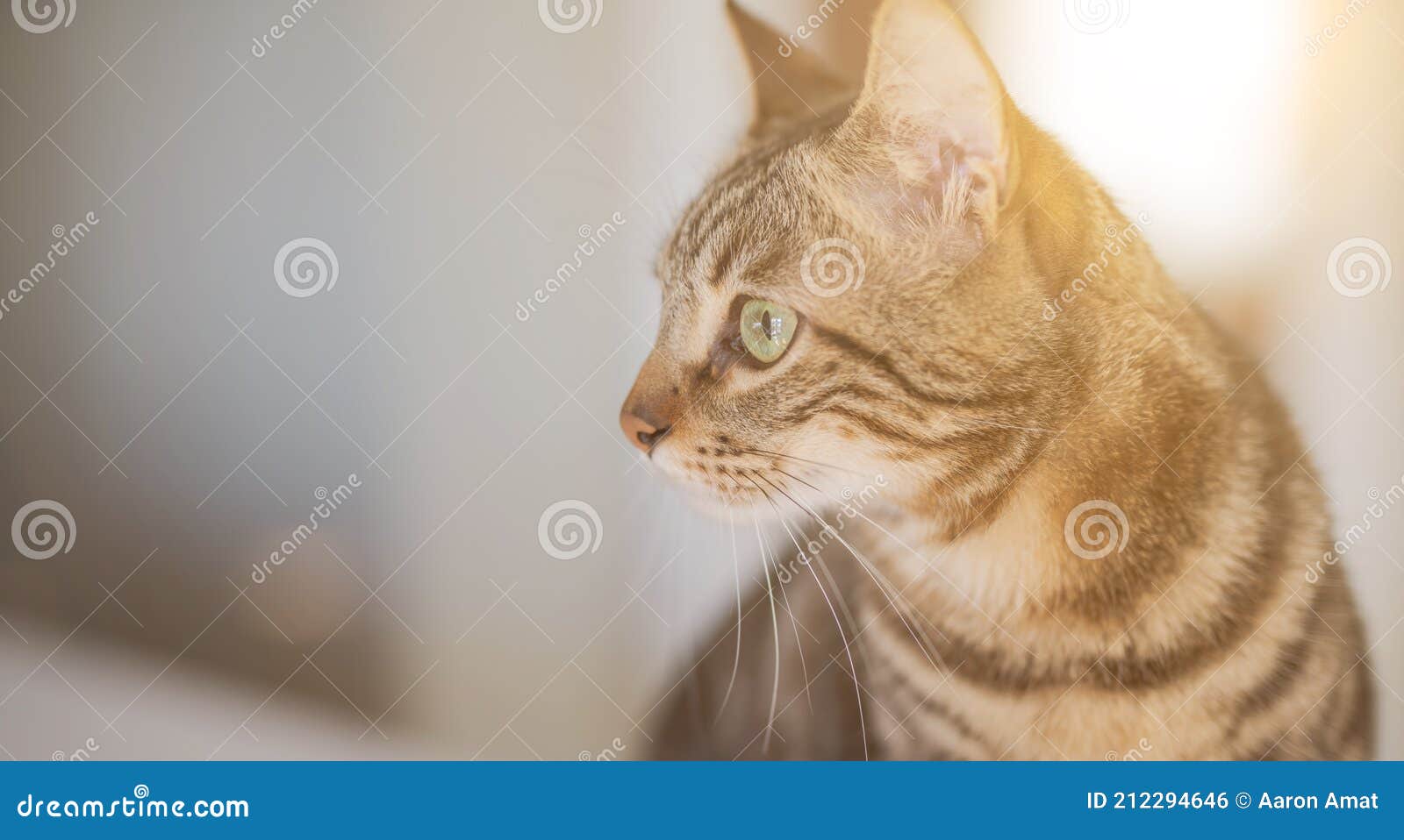 Cute Short Hair Cat Looking Curious and Snooping at Home Stock Photo ...
