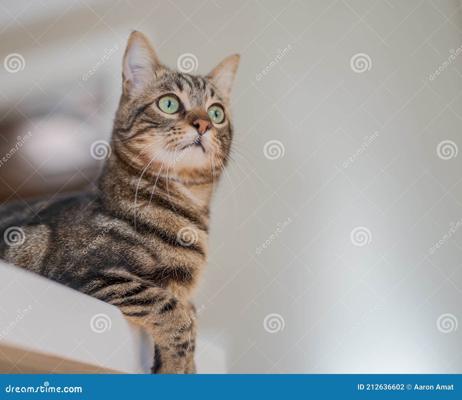 Cute Short Hair Cat Looking Curious and Snooping at Home Stock Photo ...