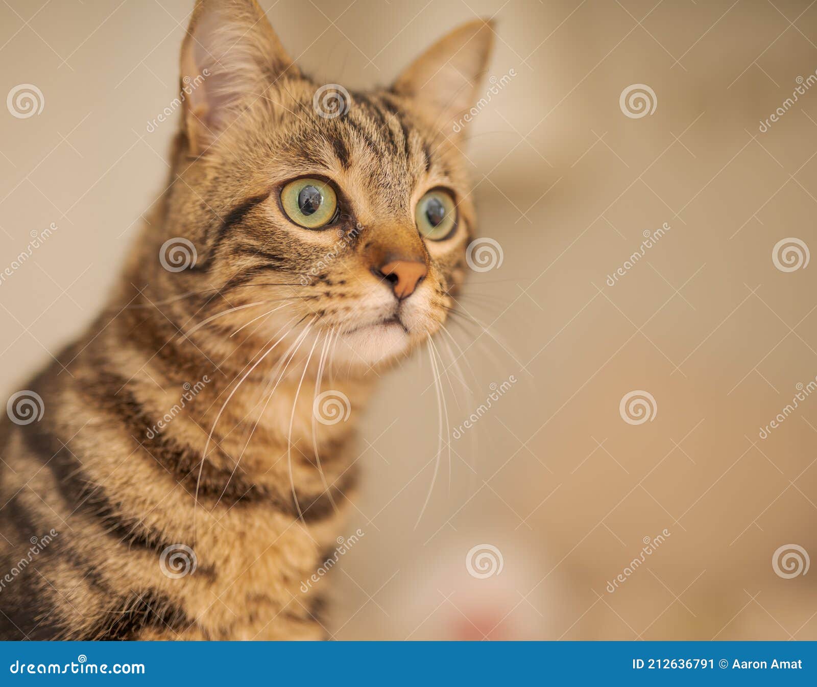 Cute Short Hair Cat Looking Curious and Snooping at Home Stock Image ...