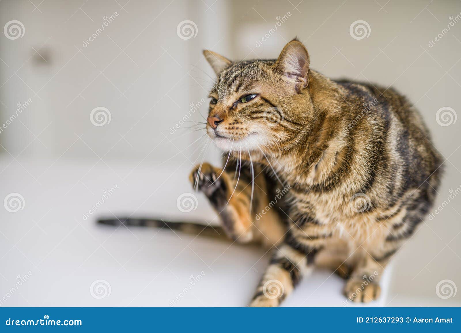 Cute Short Hair Cat Looking Curious and Snooping at Home Stock Image ...