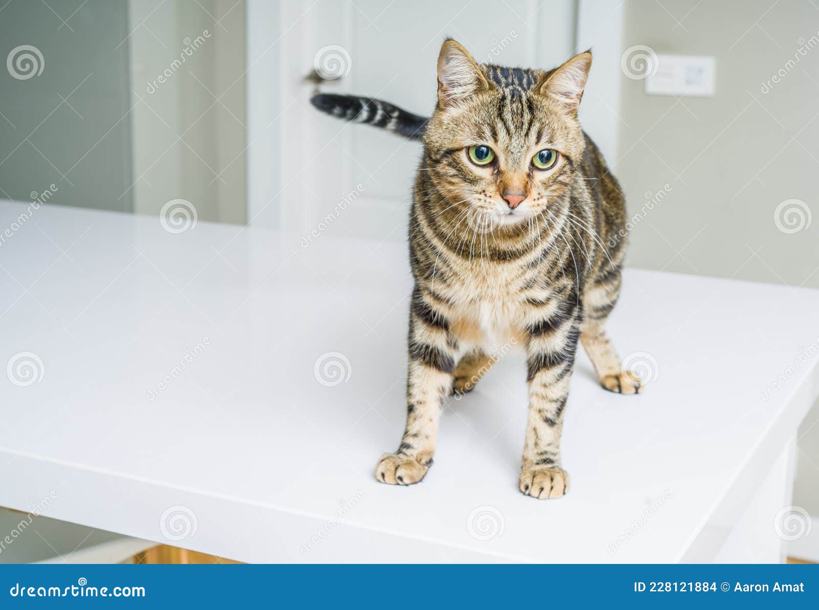 Cute Short Hair Cat Looking Curious and Snooping at Home Stock Photo ...
