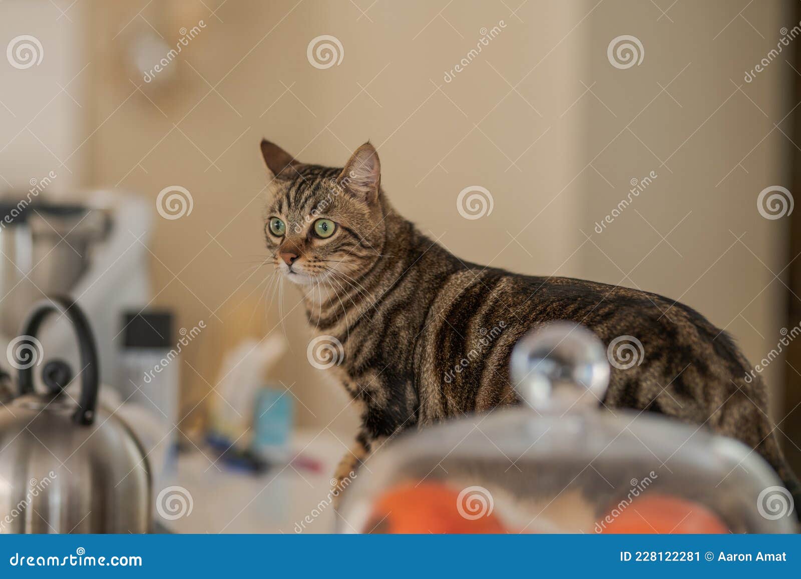 Cute Short Hair Cat Looking Curious and Snooping at Home Stock Image ...