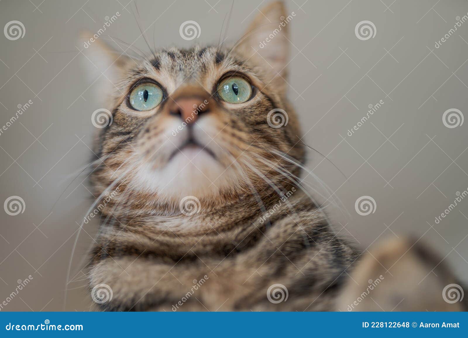 Cute Short Hair Cat Looking Curious and Snooping at Home Stock Photo ...