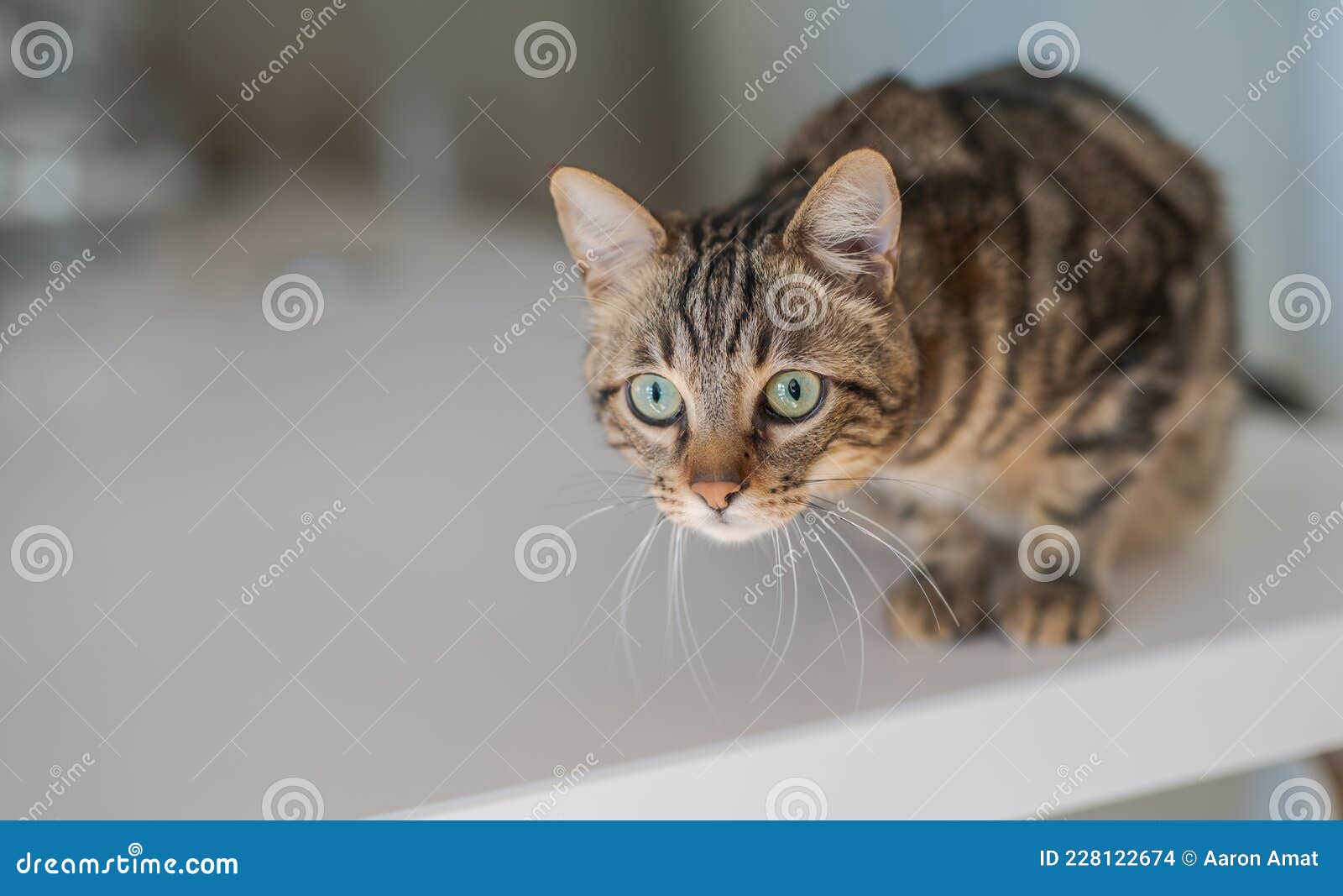 Cute Short Hair Cat Looking Curious and Snooping at Home Stock Photo ...
