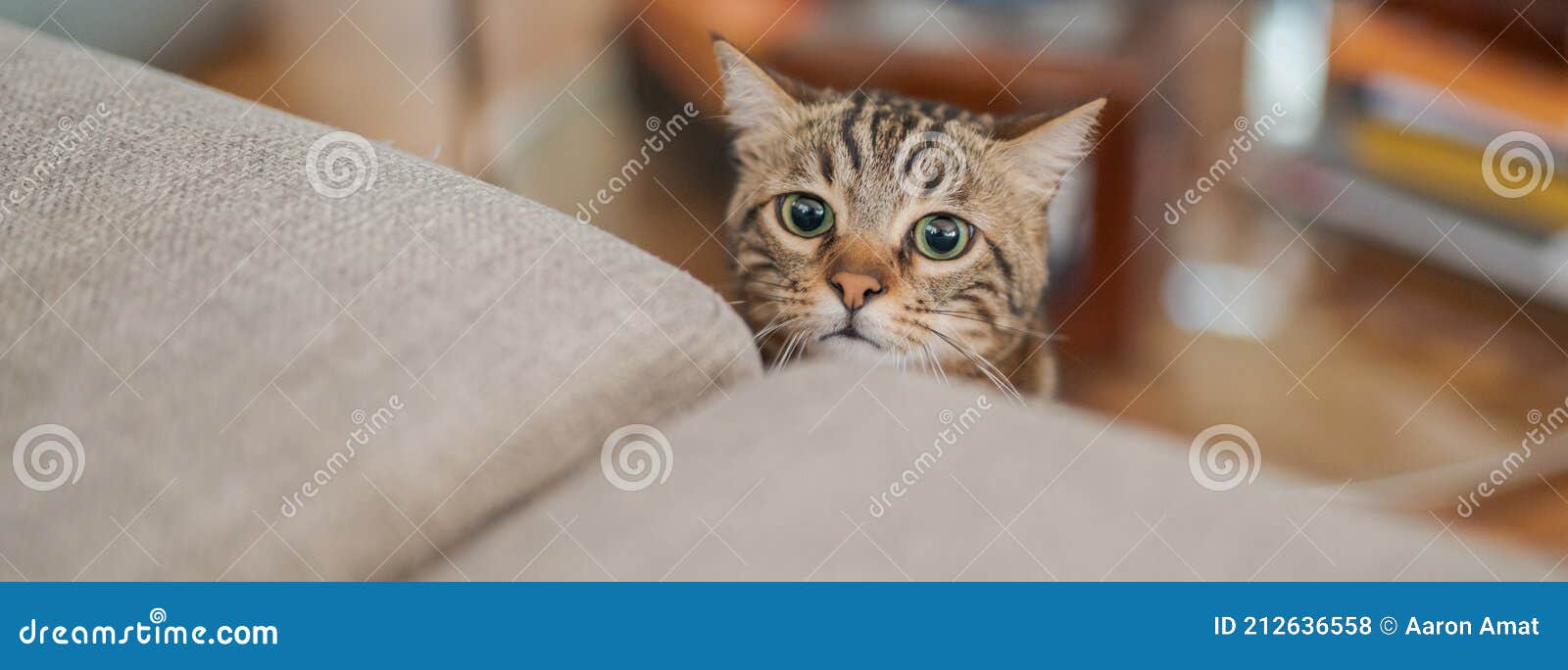 Cute Short Hair Cat Looking Curious and Snooping at Home Playing Hide ...