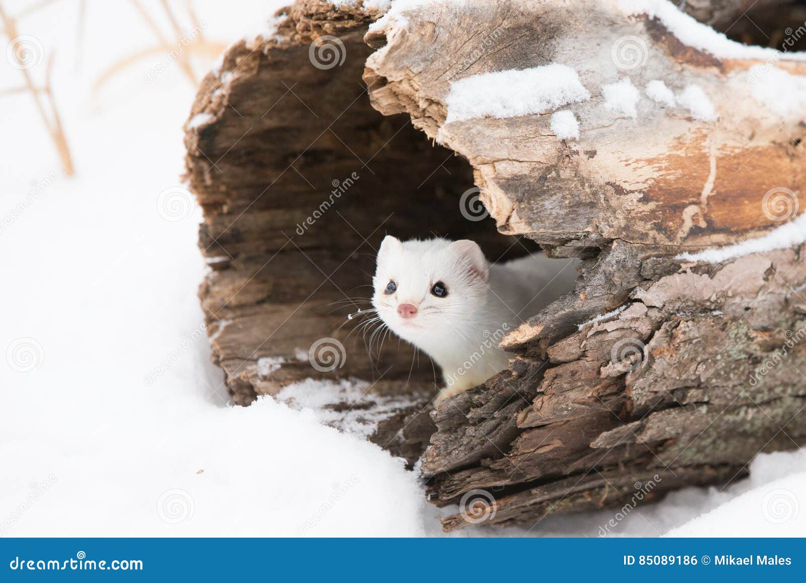 Cute Short Tailed Weasel in Snow Stock Photo - Image of weasel, looking ...