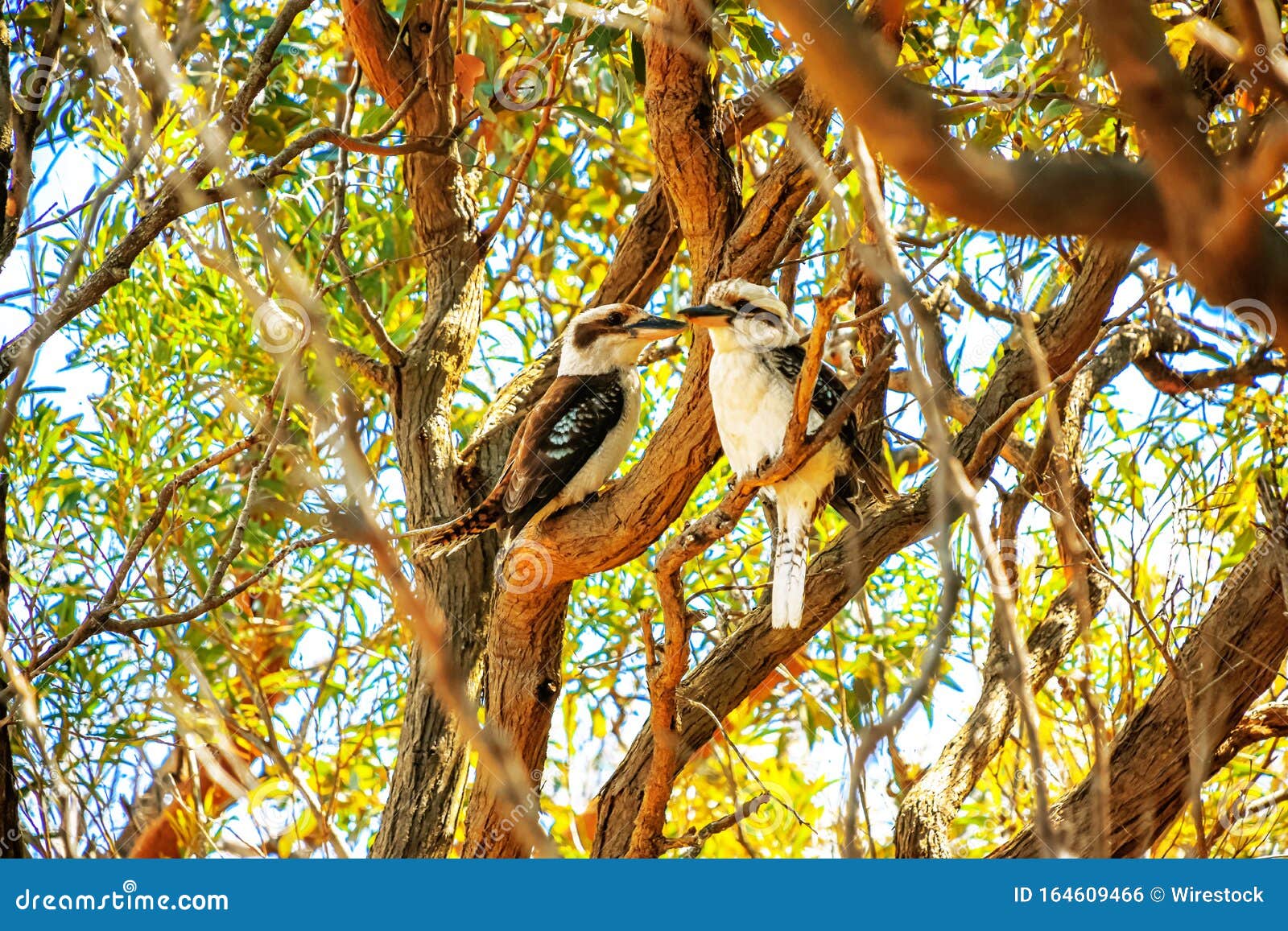 Cute Shot of a Bird Romance on Tree Branches in the Middle of a ...