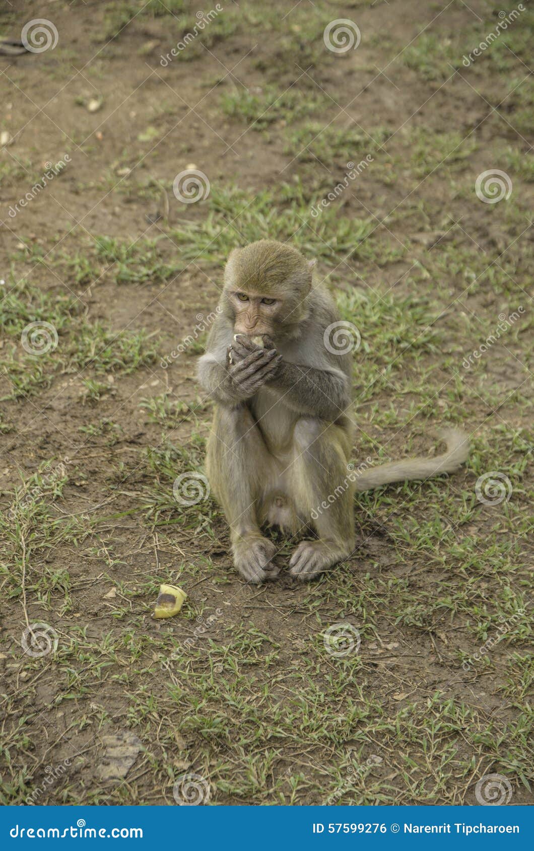 Cute Shy of monkeey stock photo. Image of baboon, pets - 57599276