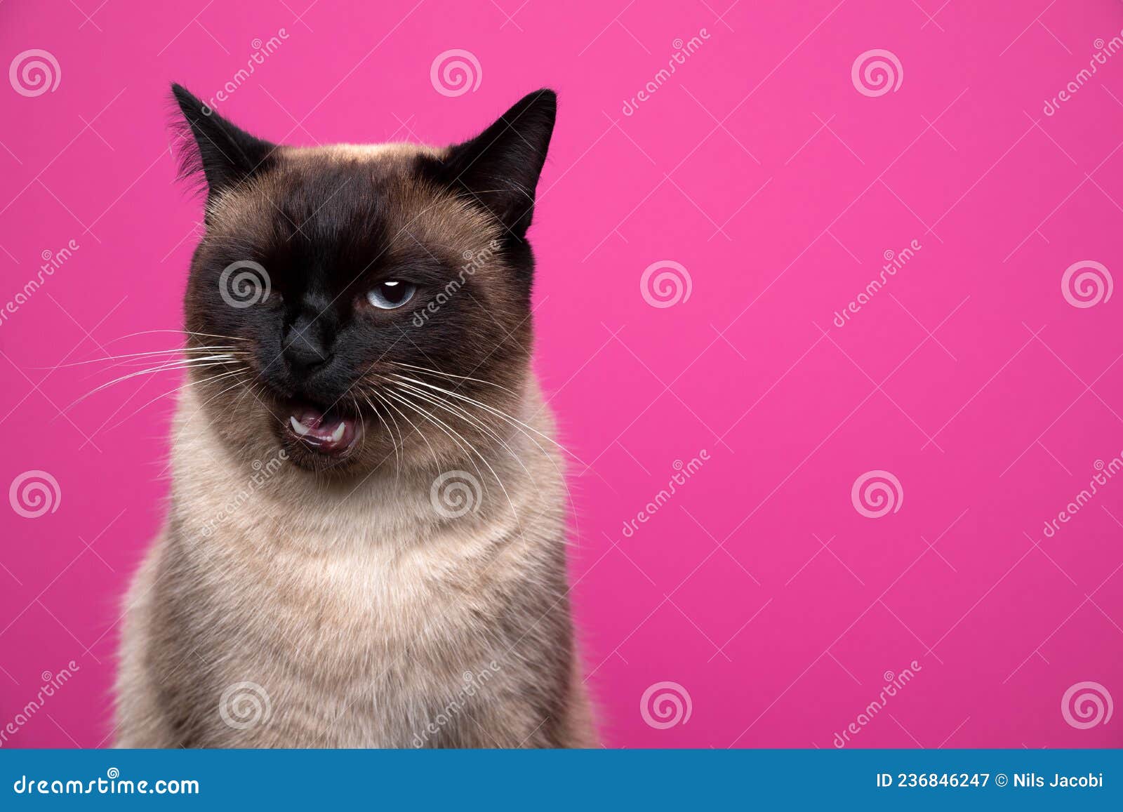 Siamese Cat Face Vivid Blue Eyes Whiskers Stock Image | CartoonDealer ...