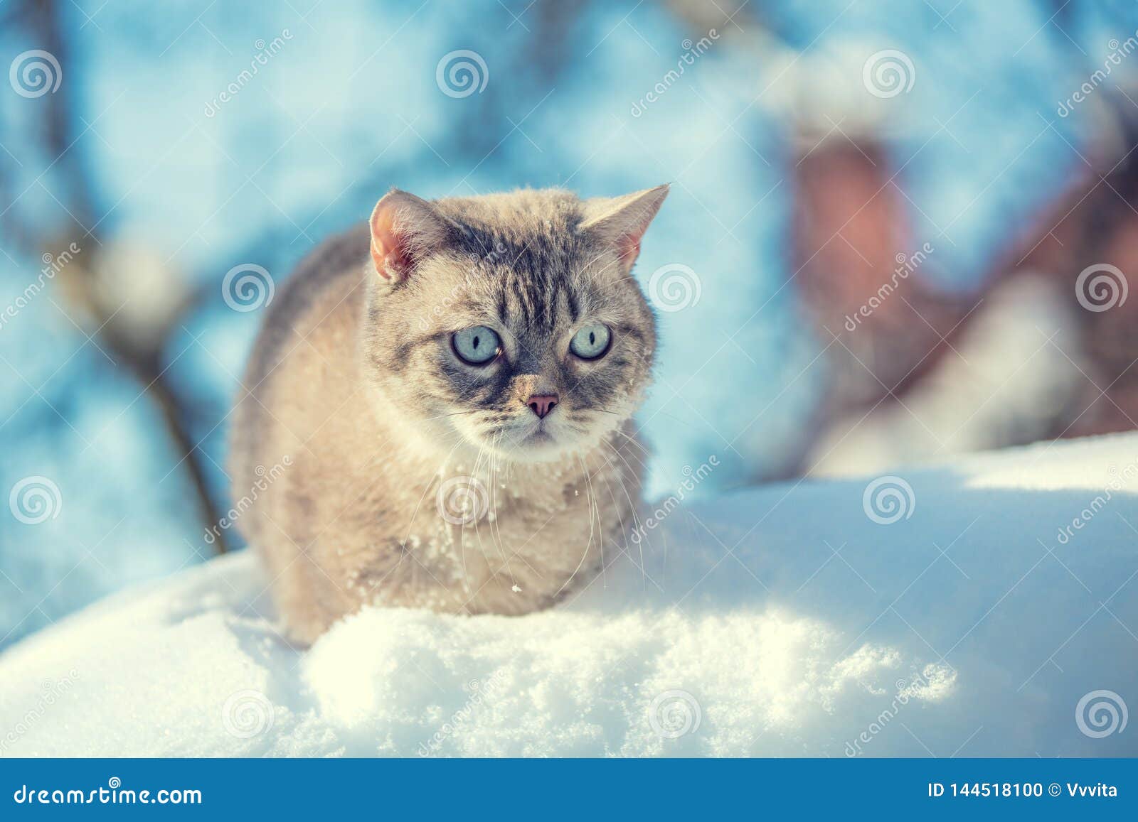Cute Siamese Cat in the Deep Snow Stock Photo - Image of playing, blue ...