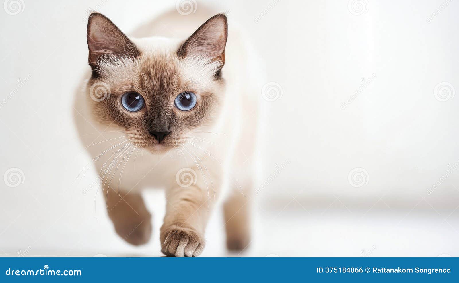 Cute Siamese Kitten With Big Eyes And Friendly Expression, Sitting And ...