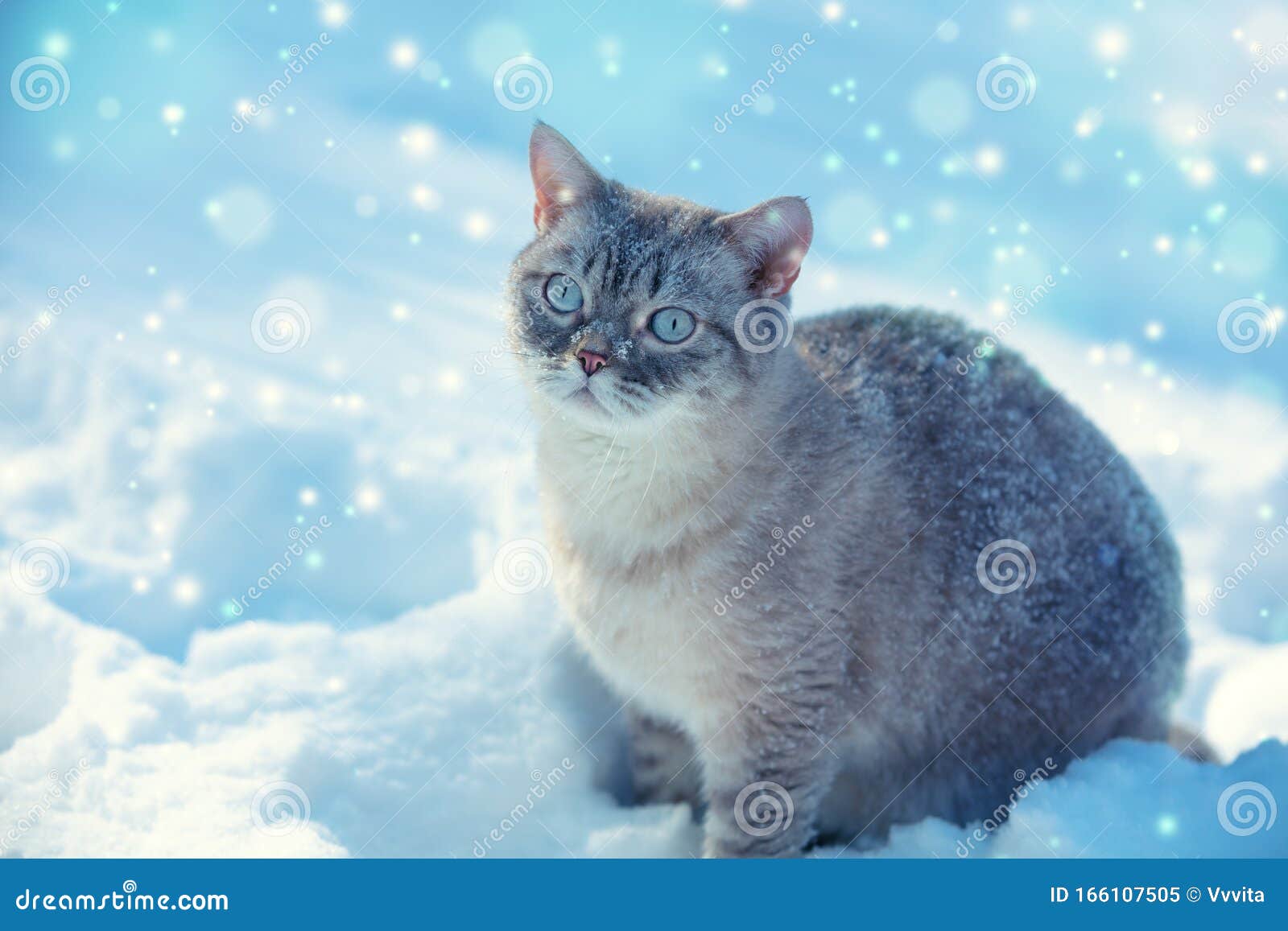 Siamese Cat Walking in the Deep Snow Stock Image - Image of outdoors ...