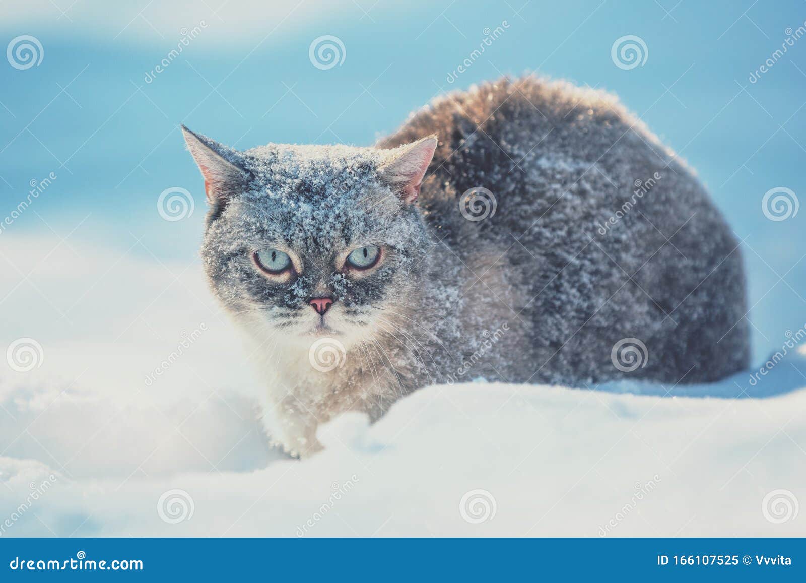 Siamese Cat Walking in the Deep Snow Stock Image - Image of garden ...