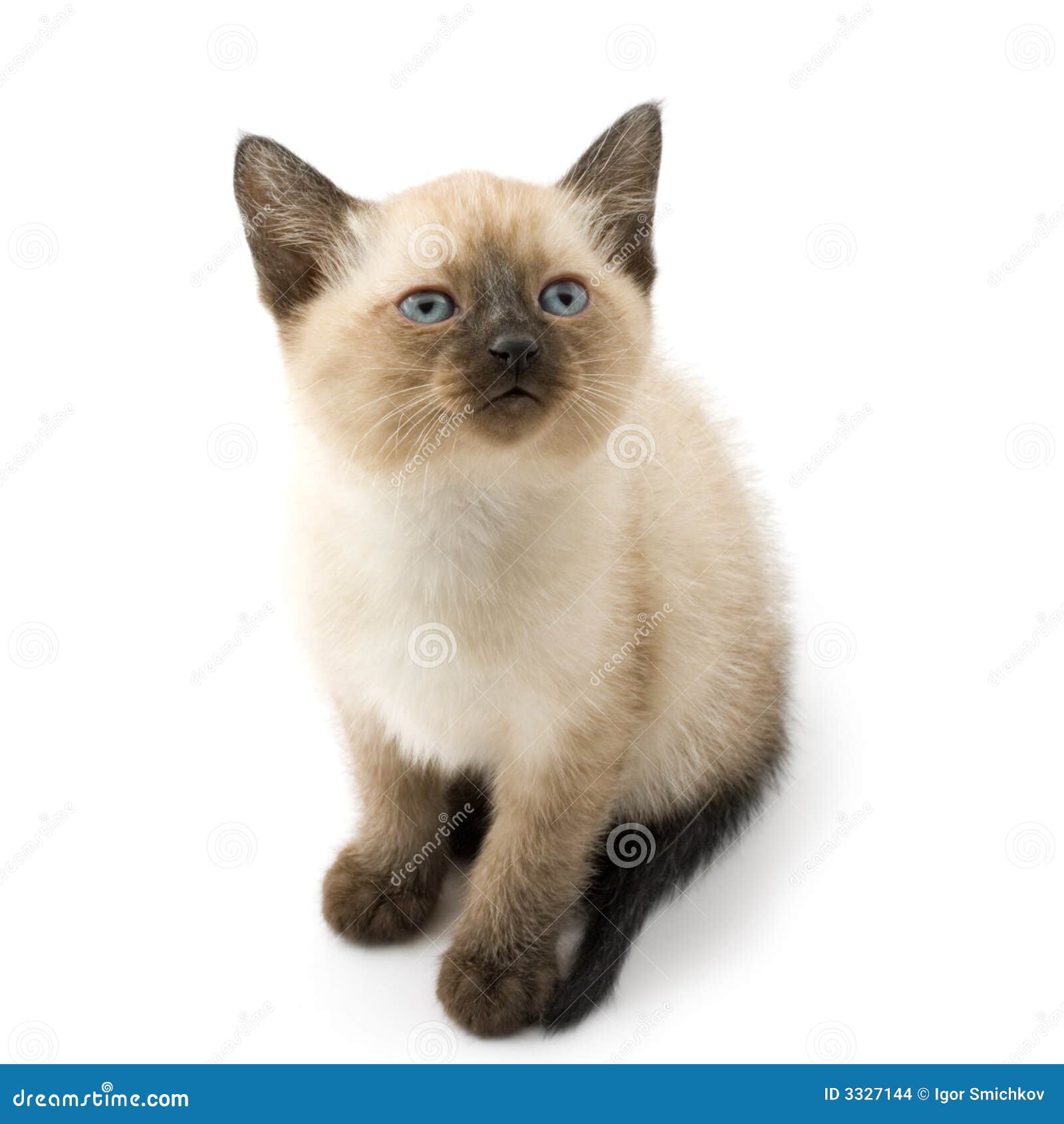 Cute siamese kitten stock photo. Image of animals, cute - 3327144