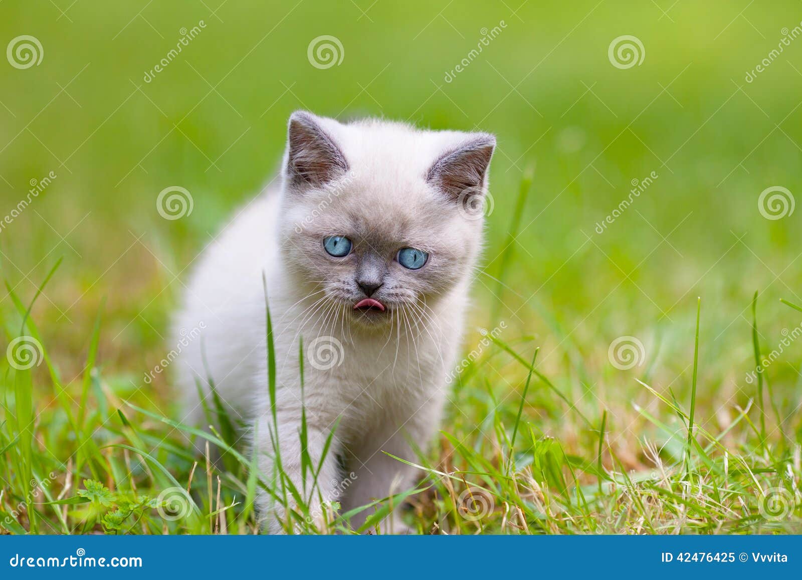 Cute siamese kitten stock image. Image of nature, lawn - 42476425