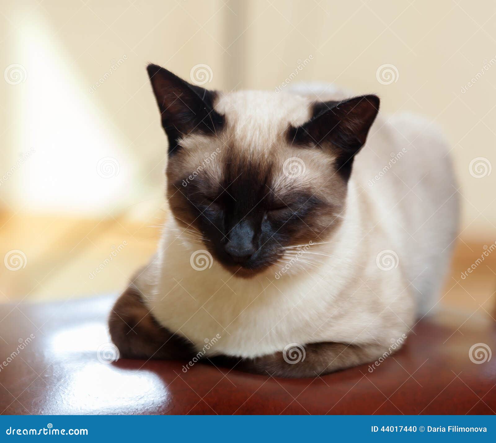 Cute Siamese kitten stock photo. Image of kitten, small - 44017440