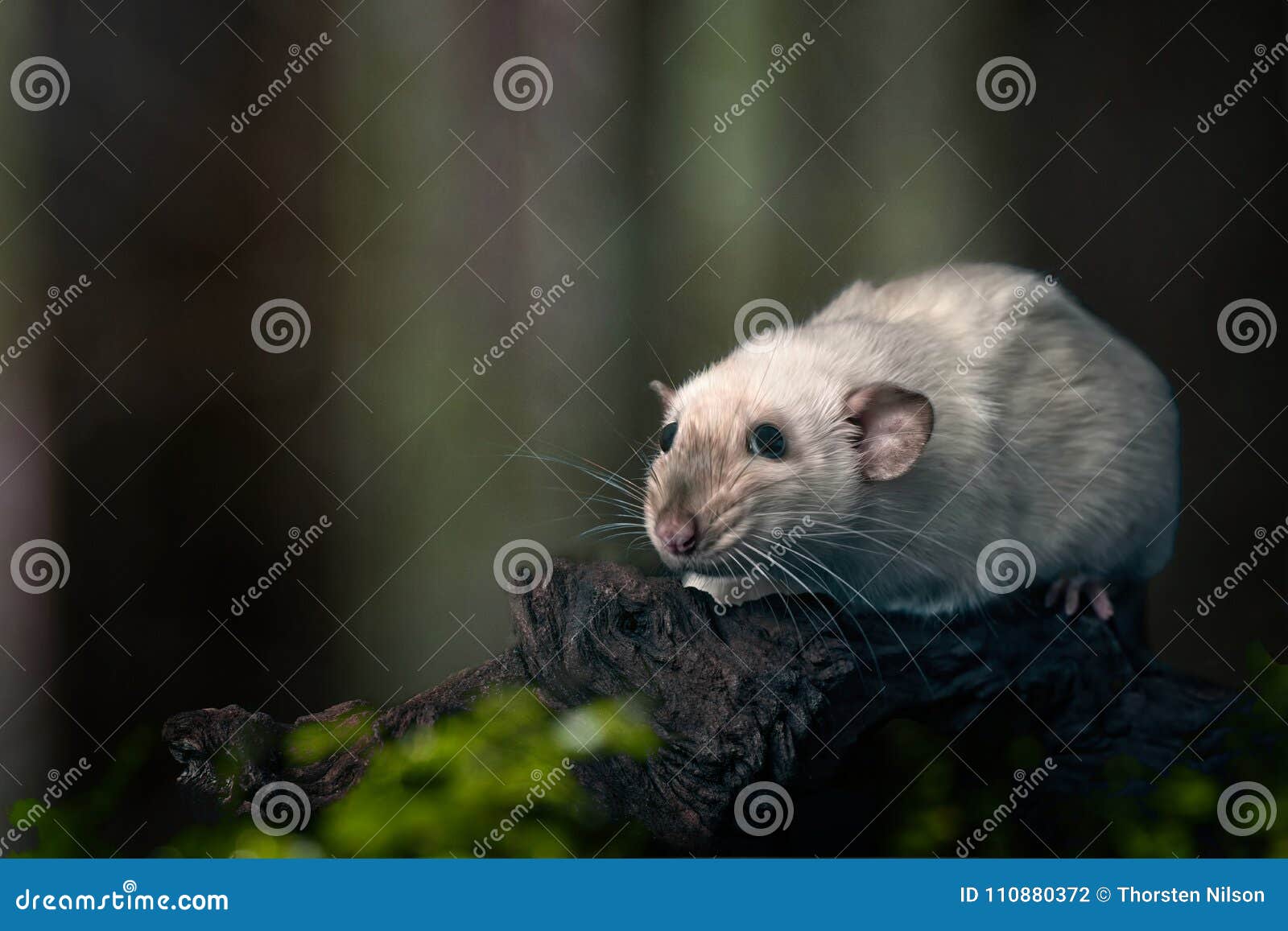 Cute Siamese Rat on a Tree Trunk. Stock Photo - Image of outdoor ...