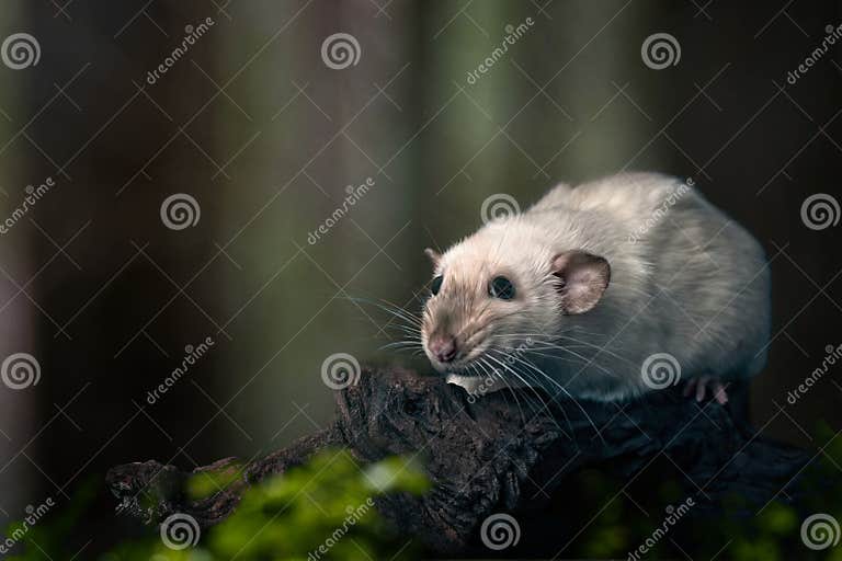 Cute Siamese Rat on a Tree Trunk. Stock Photo - Image of outdoor ...