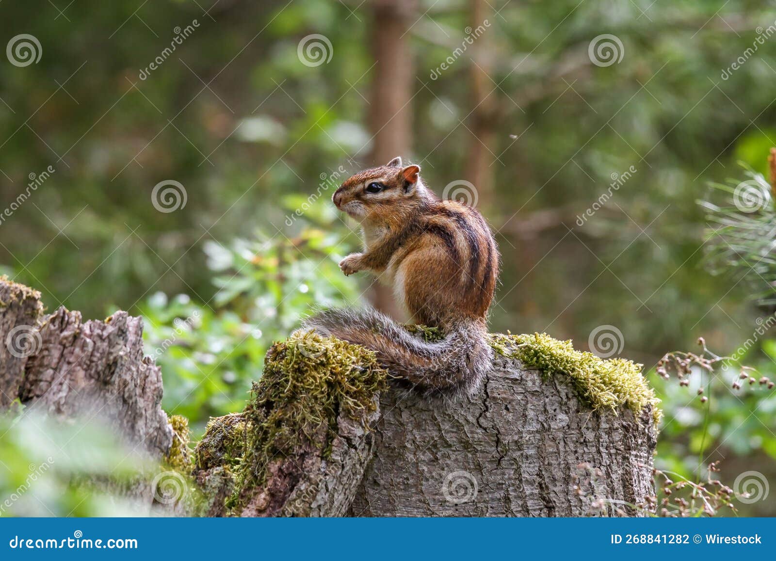 Cute Siberian Chipmunk Standing on the Cut Trunk of a Tree Stock Photo ...