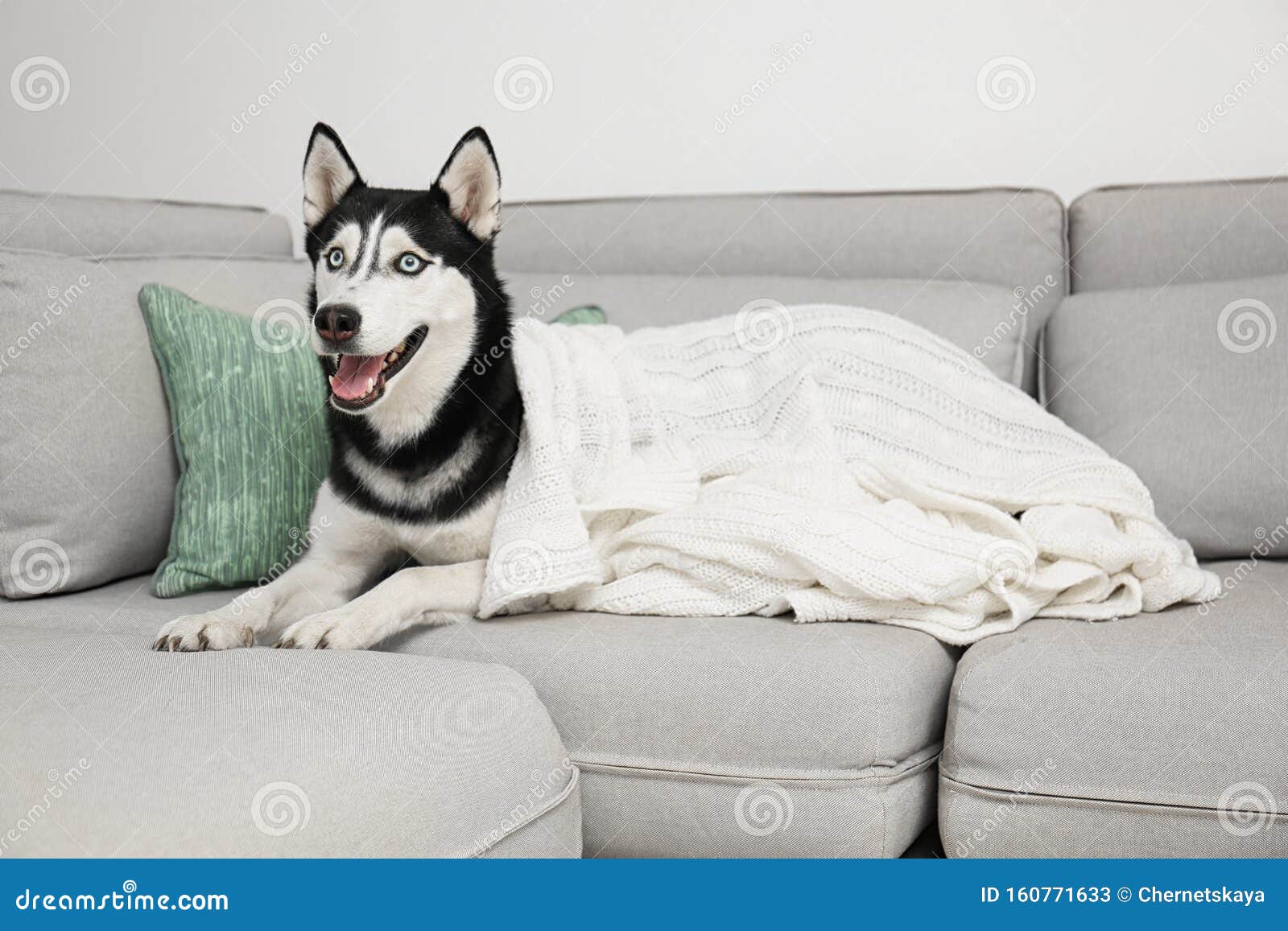 Cute Siberian Husky Dog on Sofa Stock Image - Image of care, breed ...