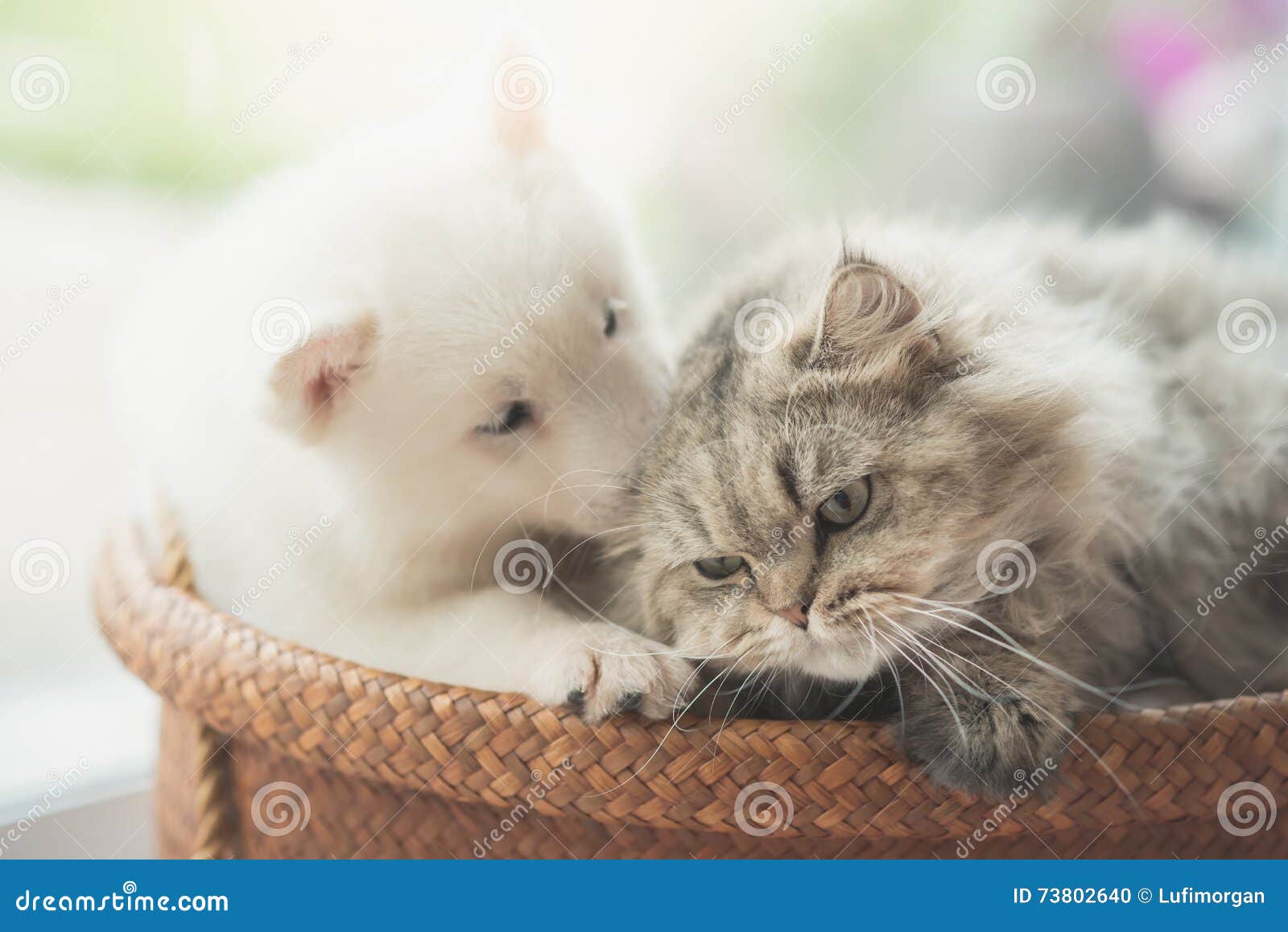 Cute Siberian Husky and Persian Cat Lying Stock Photo - Image of ...