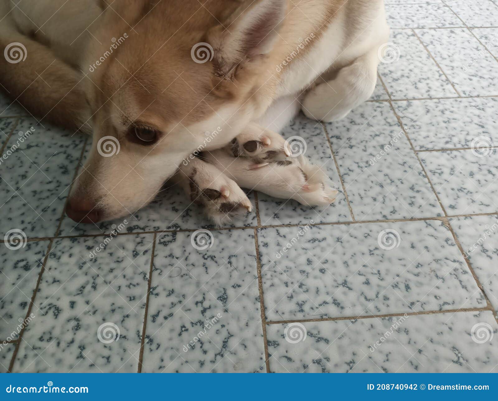 Cute siberian husky pose stock photo. Image of pose - 208740942