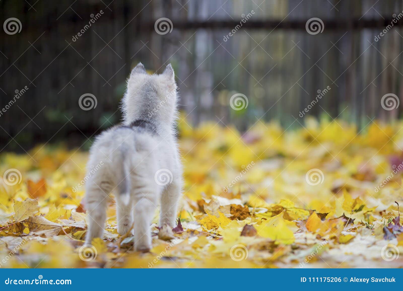 Cute Siberian Husky Puppy Back View Stock Photo - Image of bring, hound ...