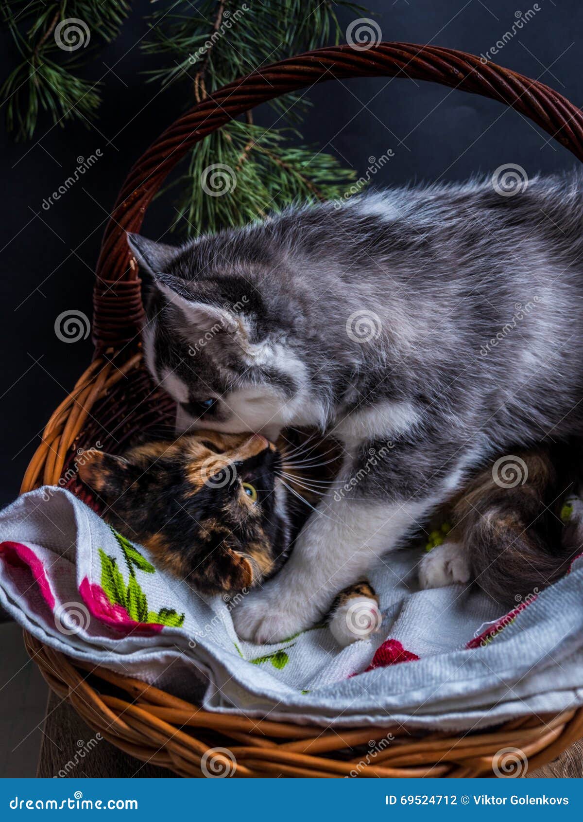Cute Siberian Husky Puppy Cuddling Cute Kitten Stock Photo - Image of ... Cute Siberian Husky Puppy Cuddling Cute Kitten Stock Photo - Image of ...