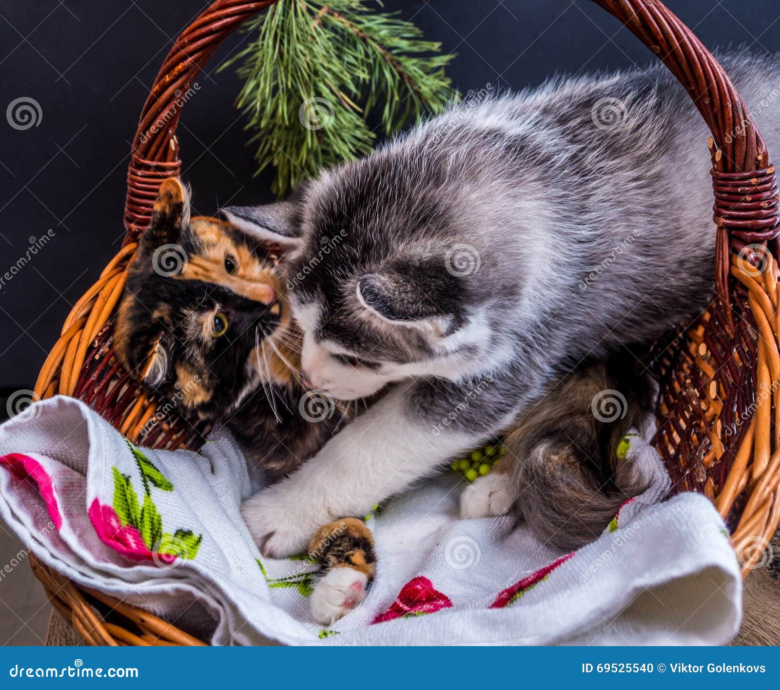 Cute Siberian Husky Puppy Cuddling Cute Kitten Stock Photo - Image of ... Cute Siberian Husky Puppy Cuddling Cute Kitten Stock Photo - Image of ...