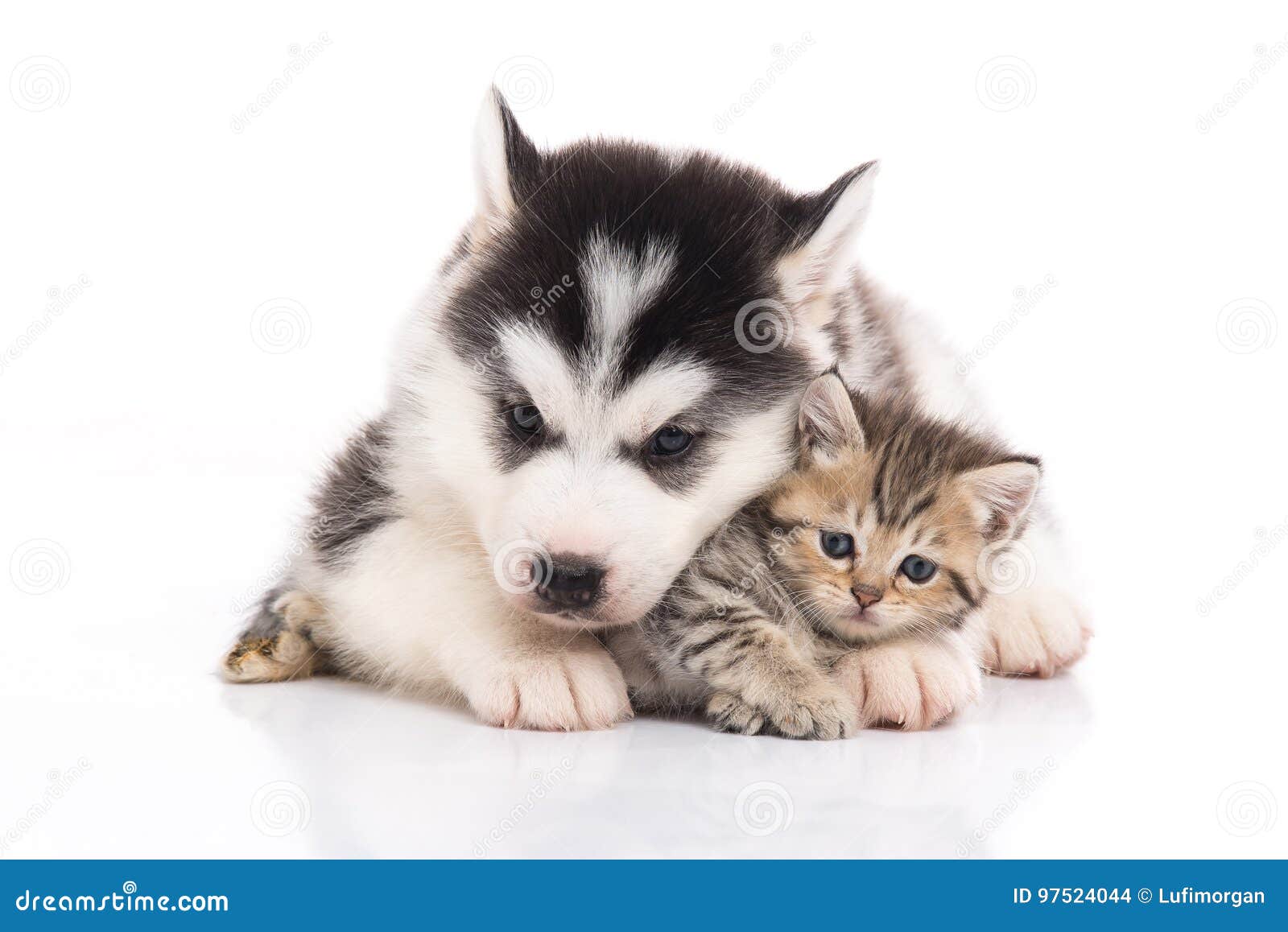 Cute Siberian Husky Puppy Cuddling Cute Kitten Stock Photo - Image of ... Cute Siberian Husky Puppy Cuddling Cute Kitten Stock Photo - Image of ...