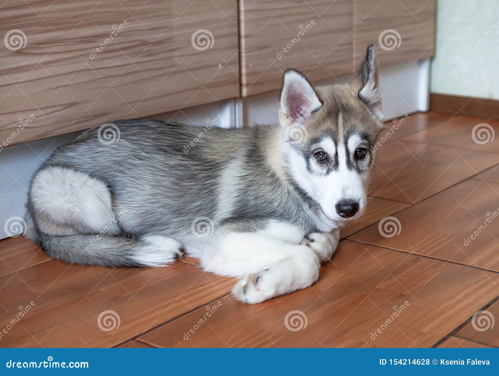Cute Siberian Husky Puppy Lying on the Floor Stock Photo - Image of ...