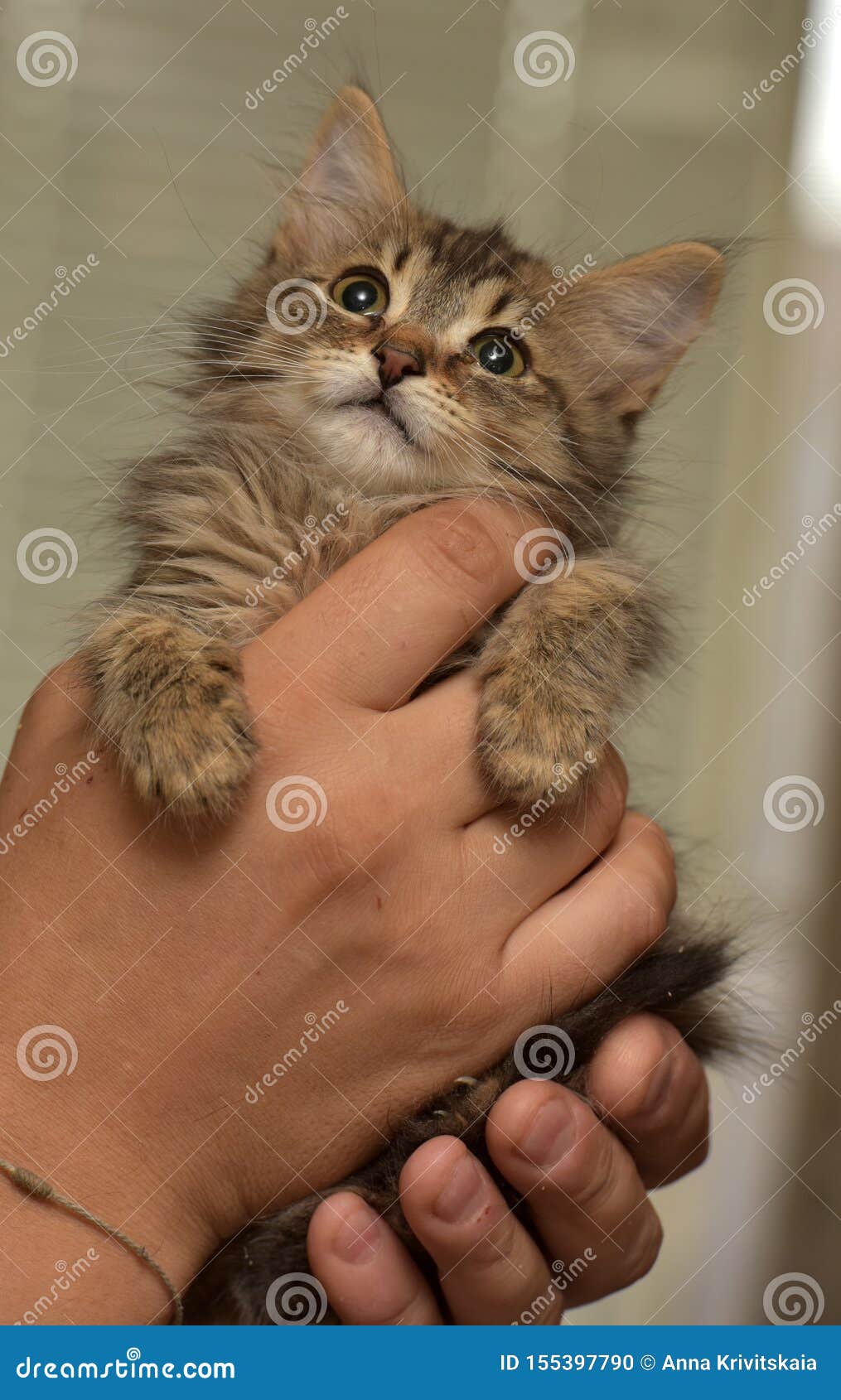 Siberian kitten in hands stock photo. Image of high - 155397790