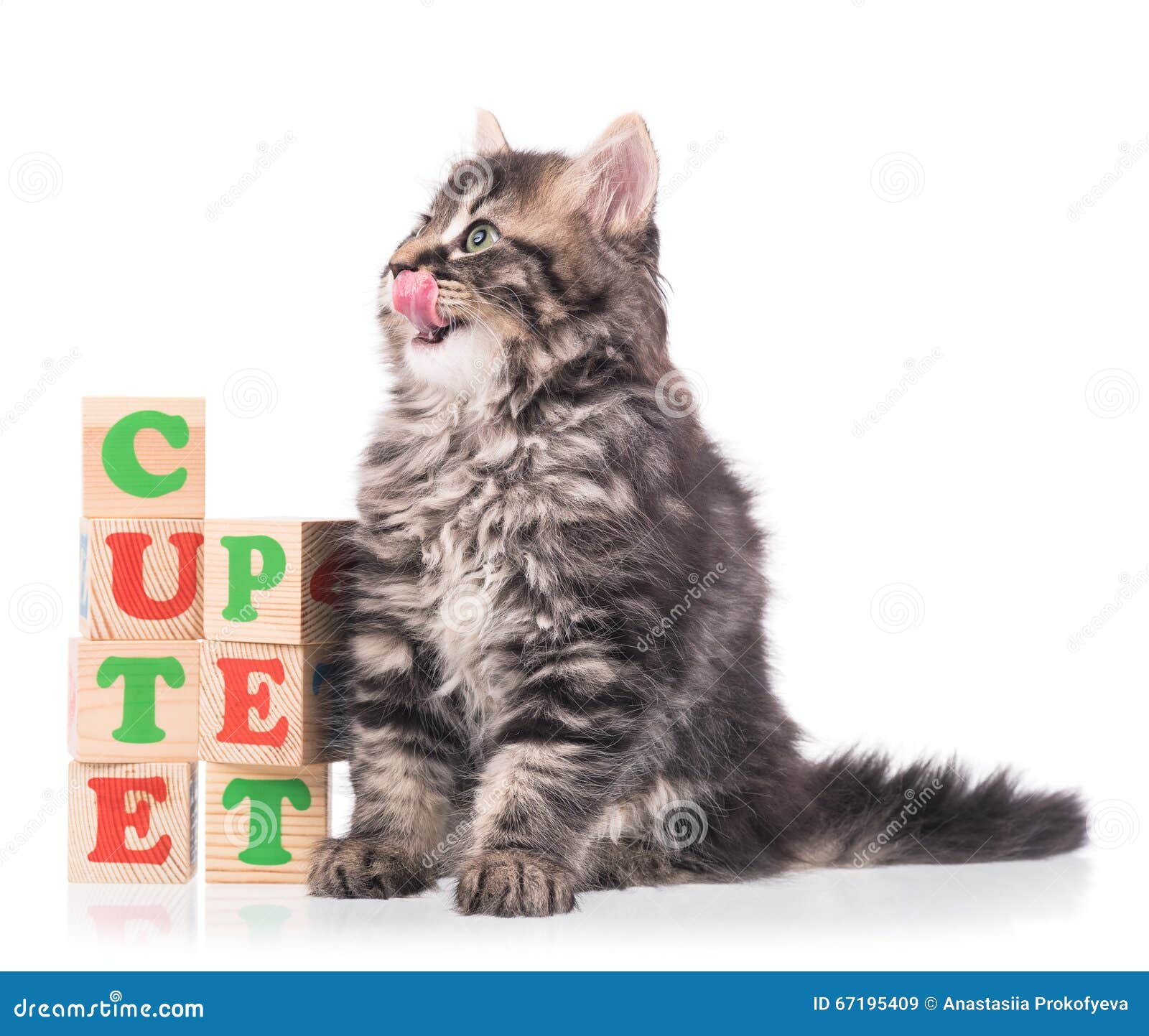 Cute siberian kitten stock image. Image of object, shape - 67195409