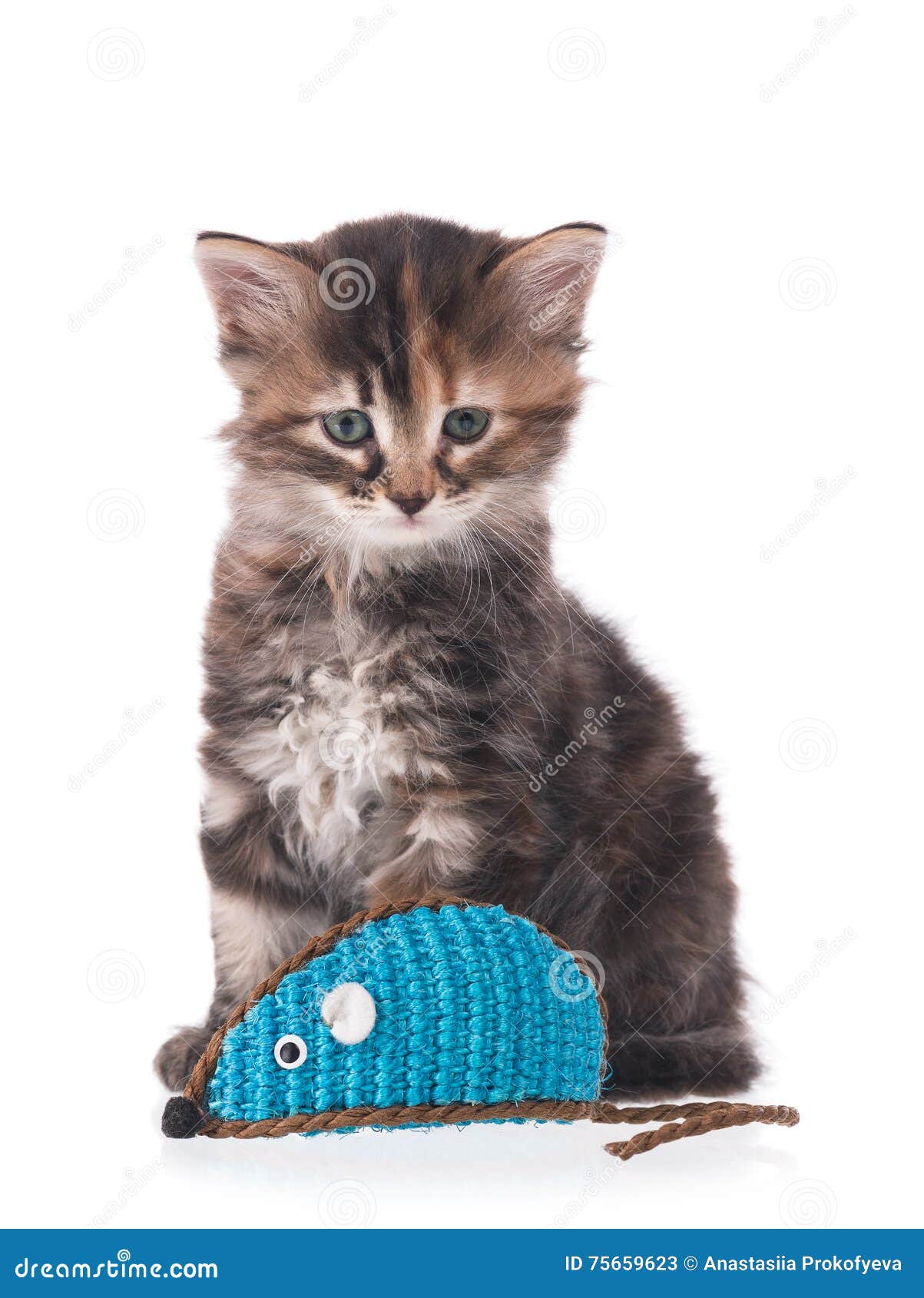 Cute siberian kitten stock image. Image of mouse, gawk - 75659623