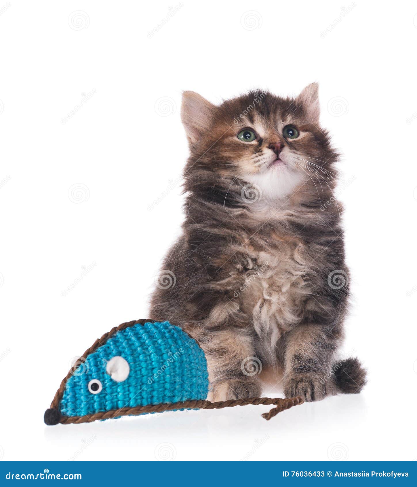 Cute siberian kitten stock image. Image of kitten, kitty - 76036433