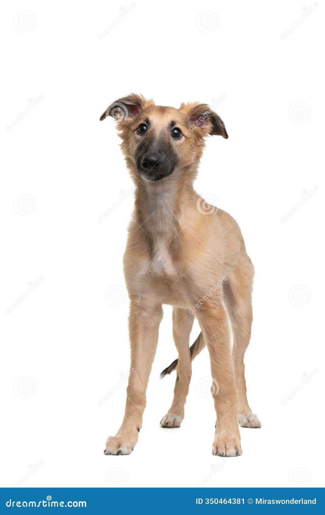 Cute Silken Windsprite Puppy Standing Isolated on a White Background ...