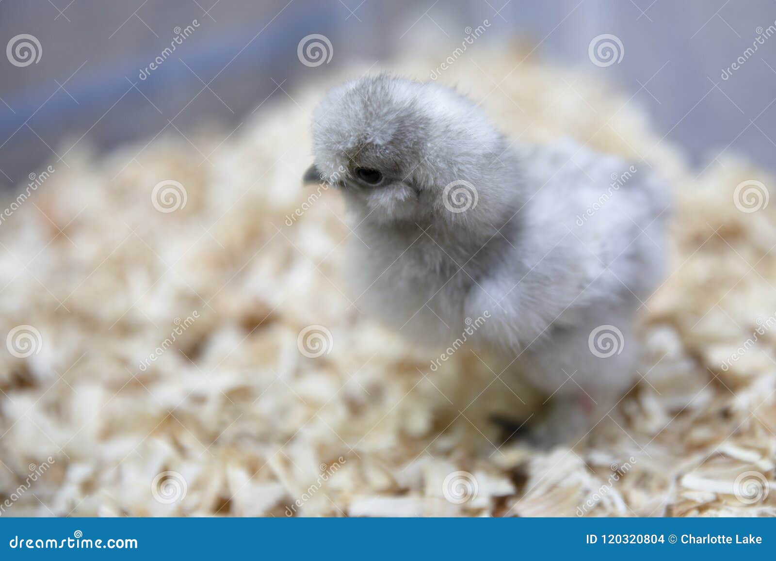 Cute Silkie Chick in Brooder Stock Photo - Image of hair, nature: 120320804