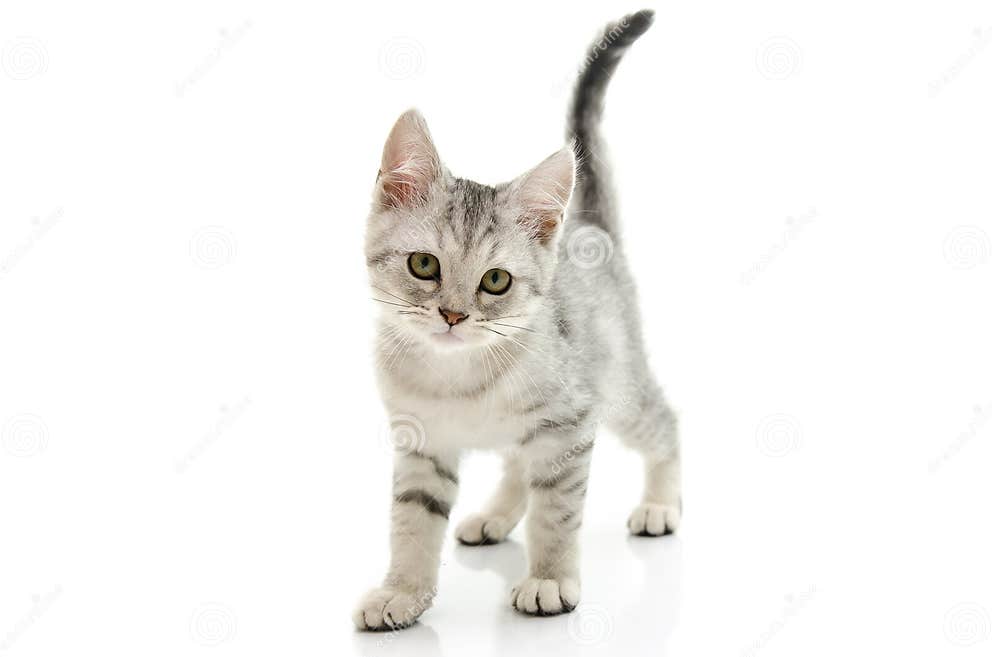 Cute silver kitten stock photo. Image of stare, small - 48677110