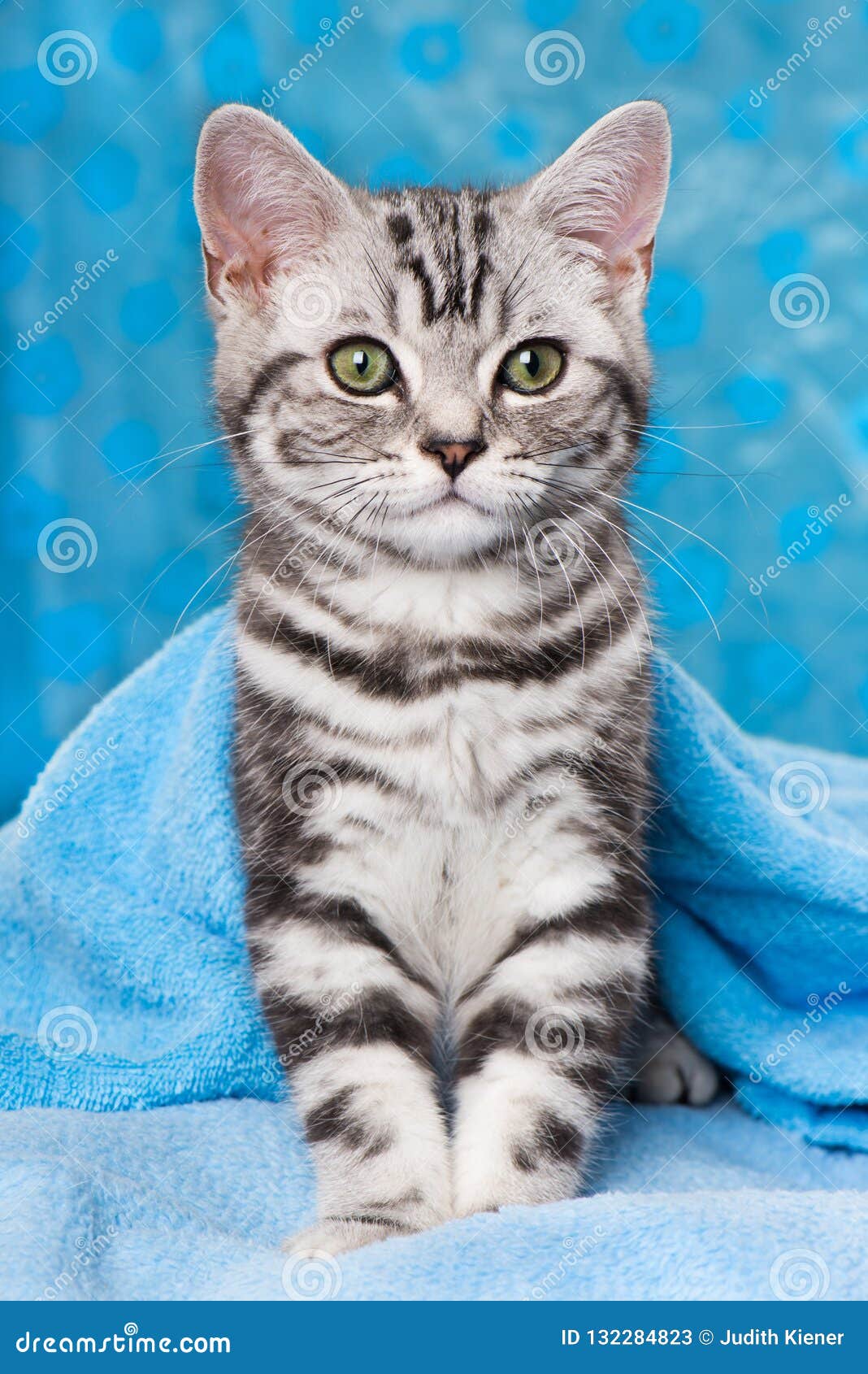 Cute Silver Tabby Kittens