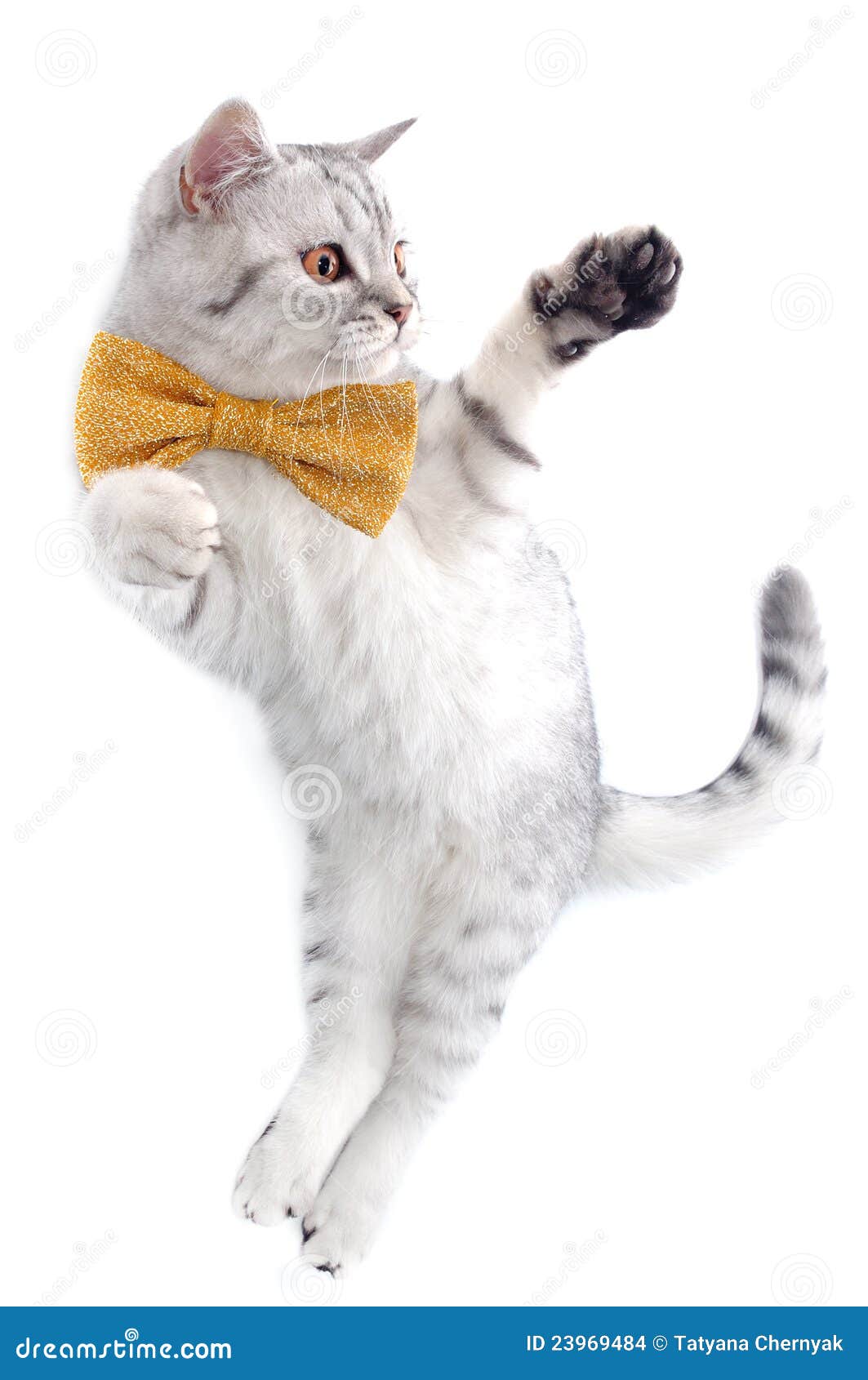 Cute Silver Tabby Scottish Cat with Bow Playing Stock Photo - Image of ...