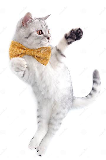 Cute Silver Tabby Scottish Cat with Bow Playing Stock Photo - Image of ...