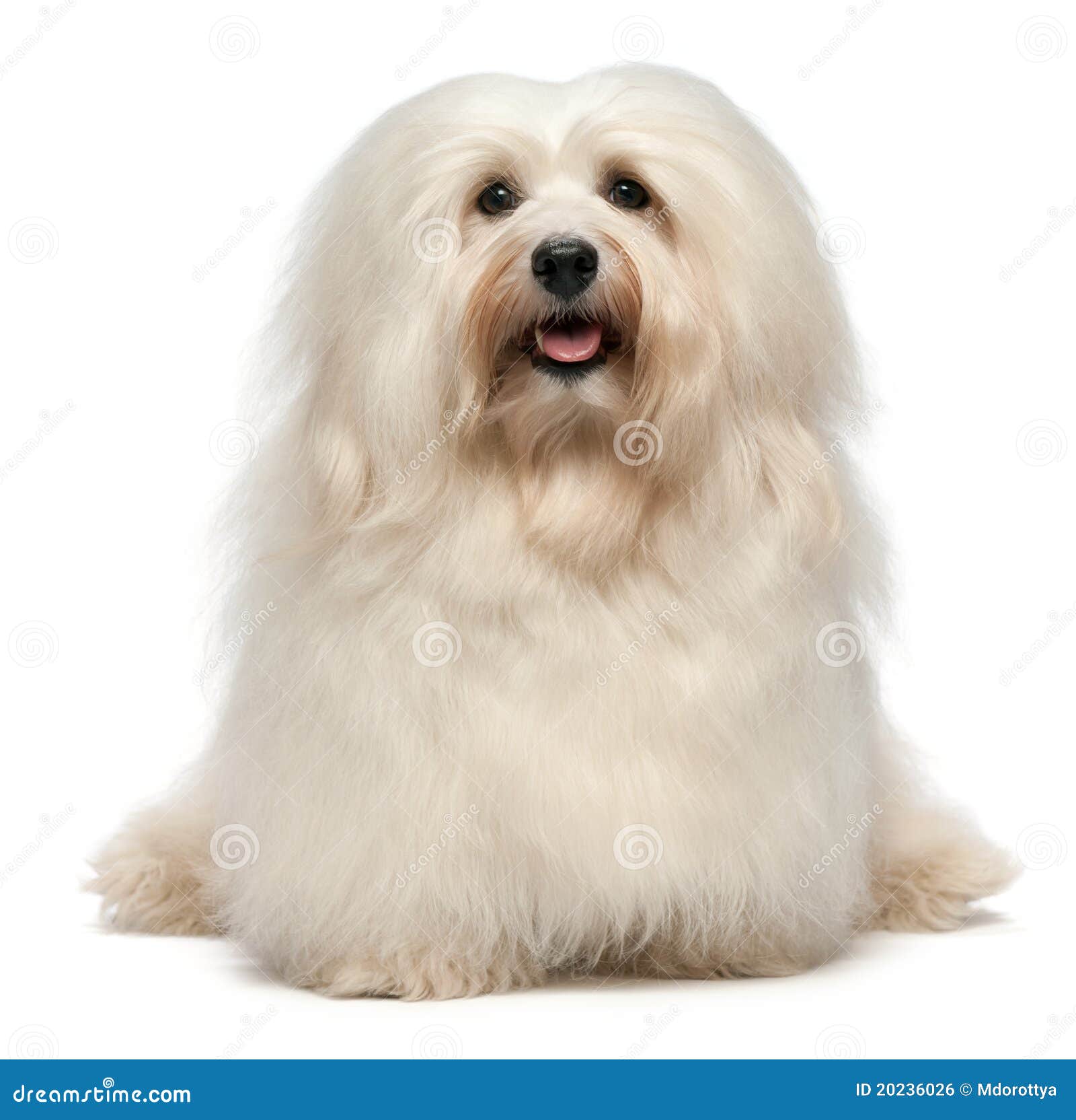 Cute Sitting Cream Havanese Dog Stock Photo - Image of laughing, facing ...