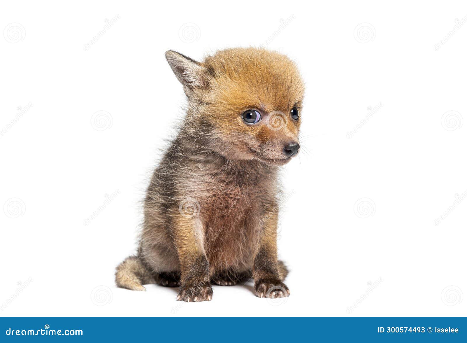 Cute Sitting Five Weeks Old Red Fox Cub Looking at the Camera, Isolated ...