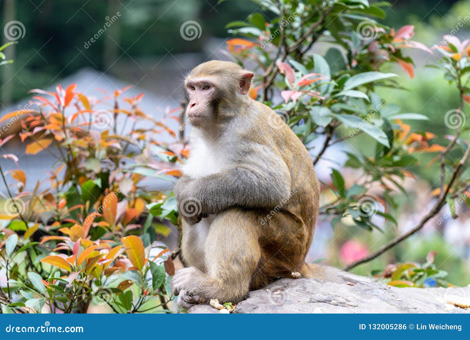 Very Cute sitting monkey stock photo. Image of mammal - 132005286