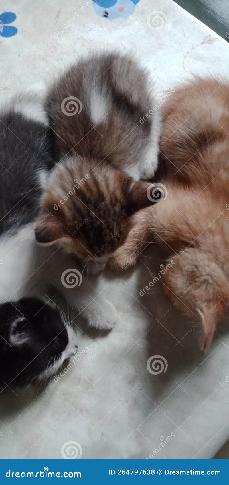 Cute Sleeping Baby Baby Cat Stock Photo - Image of baby, animal: 264797638