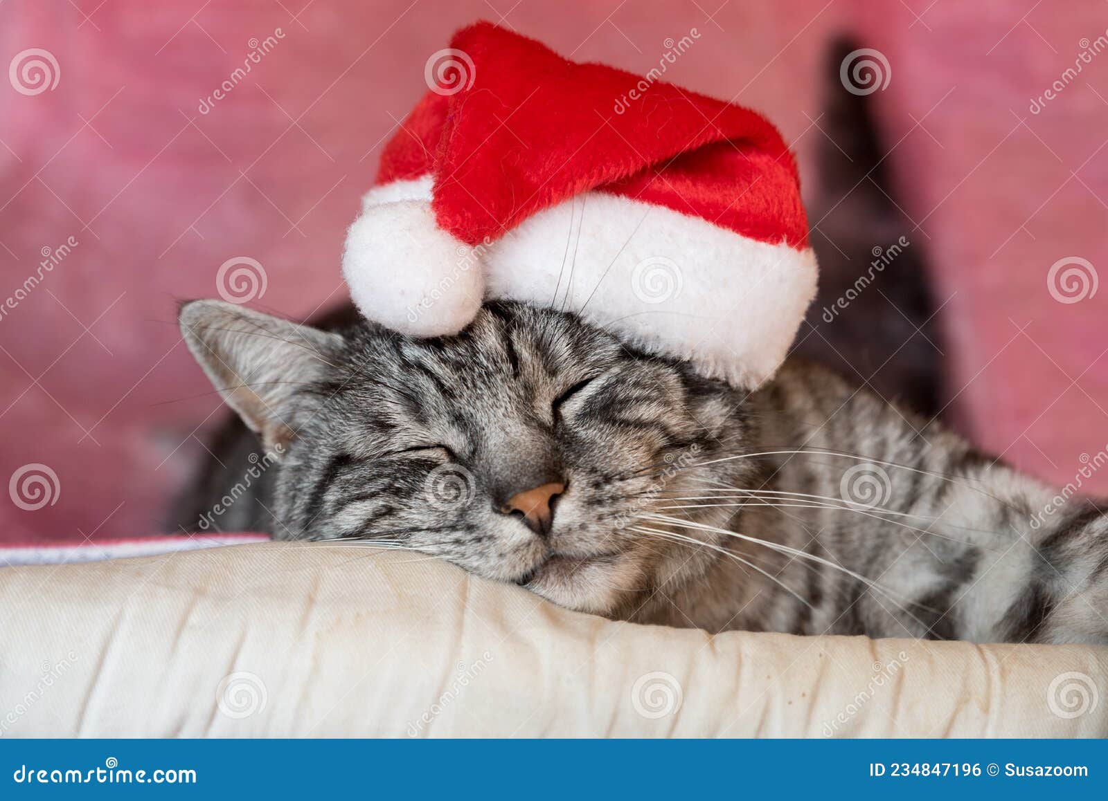 Cute Sleeping Cat with Nicholas Hat Stock Photo - Image of design, face ...