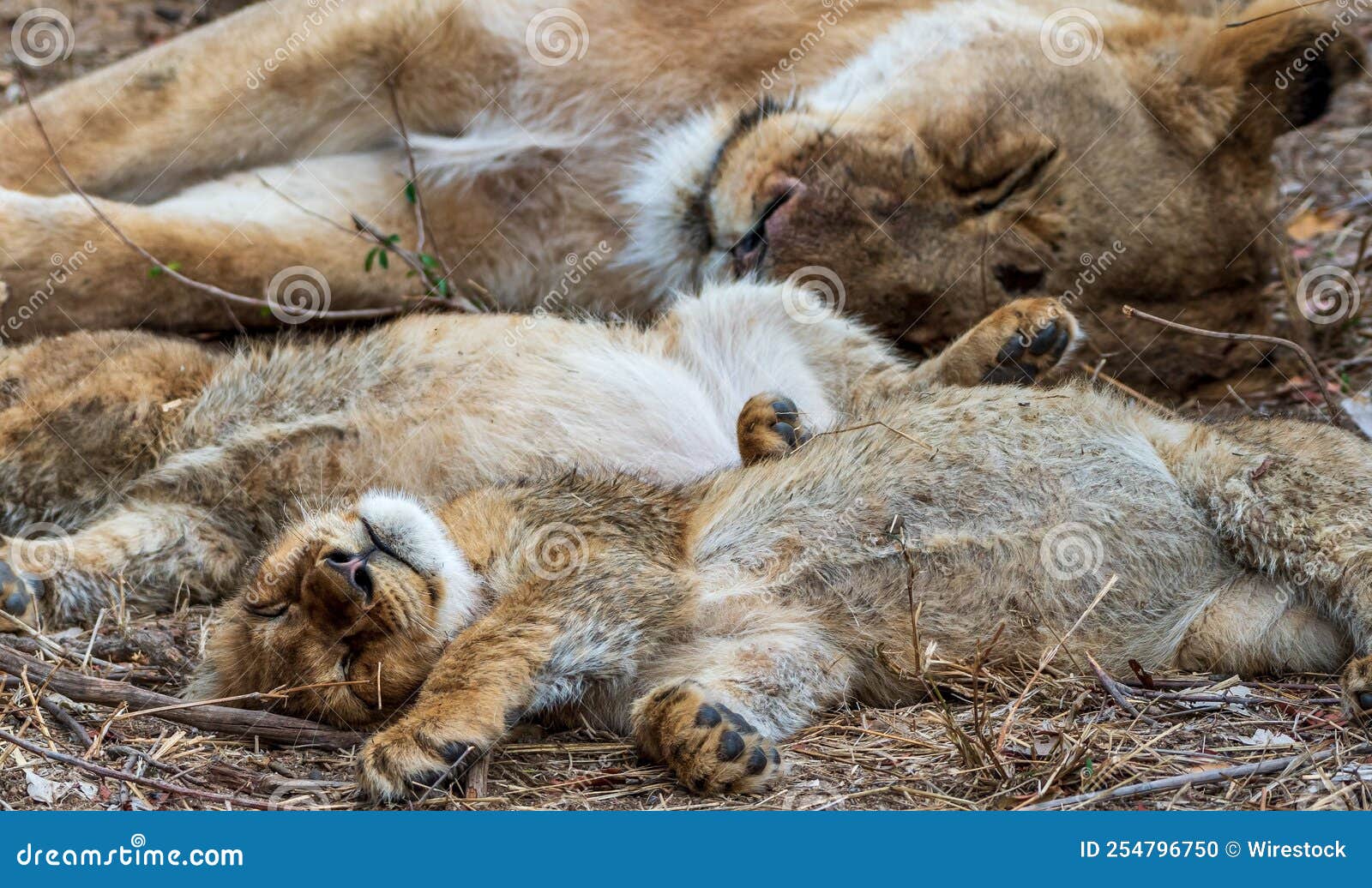 Cute Sleeping Cub and Lioness in the Nature Stock Photo - Image of ...